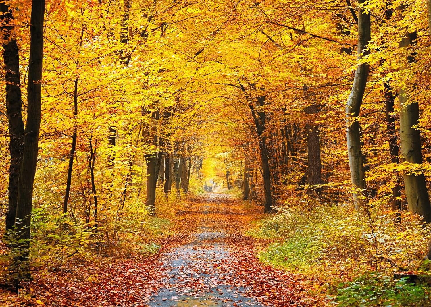10x6.5ft Fabric Autumn Forest Backdrop Fall Yellow Forest Trees Foliage ...