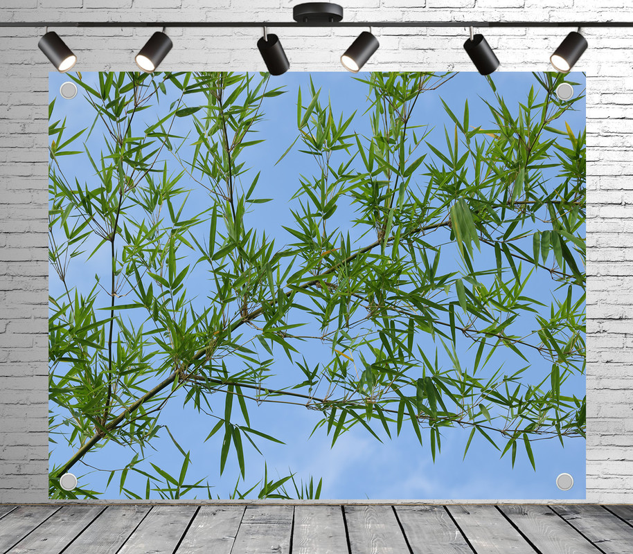 10x8ft Fresh Bamboo Forest Blue Sky Backdrop Photoshoot Photo Backdrop ...