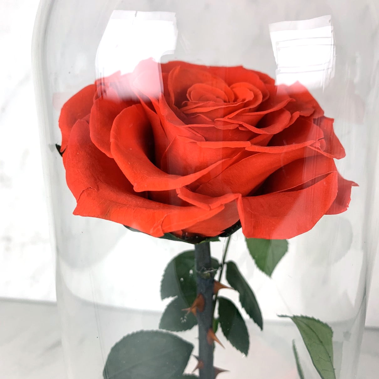 11" Enchante Forever Rose in Beauty and the Beast Dome, Wedding ...