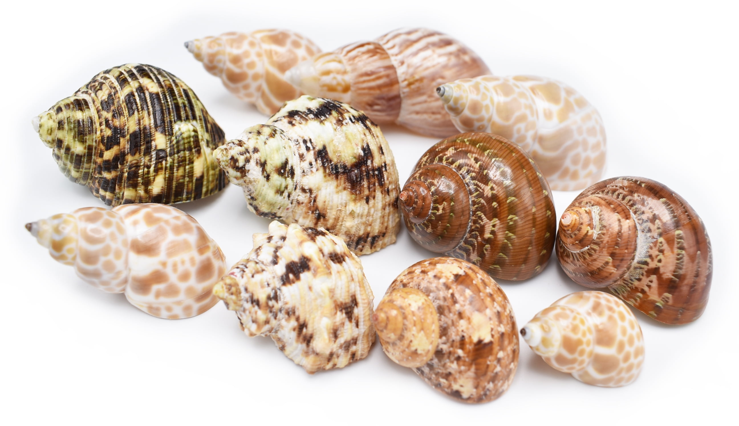 11 Shell Hermit Crab Changing & Growth Set - Medium Size Seashells ...