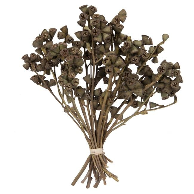 11 x 2-4 in. Conical Gum Branch Bunch Flowering Foliage, Natural - 20 ...