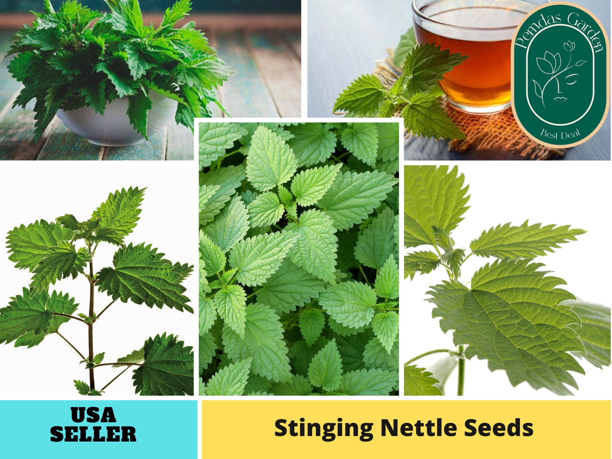 PEMDASGARDEN 110 Stinging Nettle Plant Seeds, Herb Seeds, Non-GMO ...