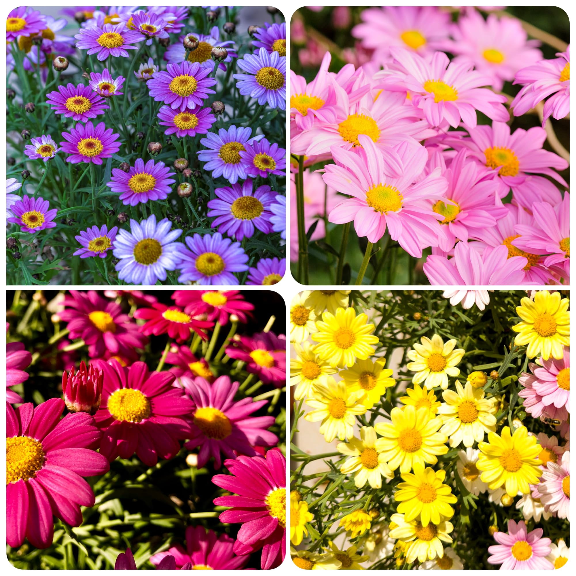 1100+ Pyrethrum Tanacetum TWE5 Chrysanthemum Flower Seed for Planting ...