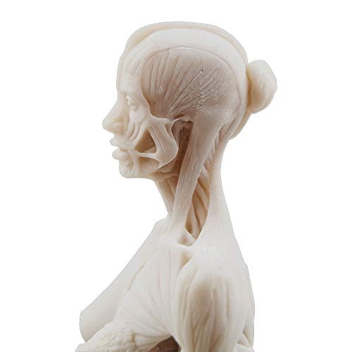 11inch Resin Female Human Body Musculoskeletal Anatomical Model CG ...