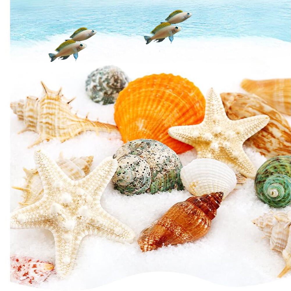 11pcs Hermit Crab Shells Medium Small Growth Seashells Sea Shell for ...