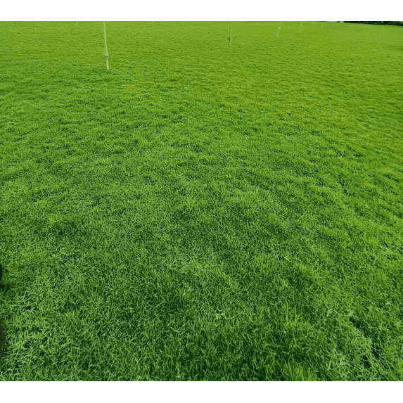 12.000 Zoysia Emerald Grass Seeds for Lawn, Zoysia Grass Lawngrass ...