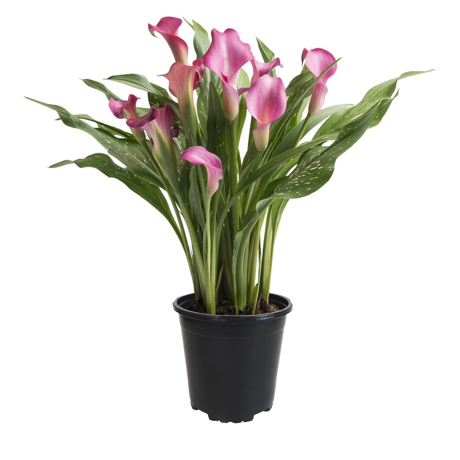 Altman Plants Pink Calla Lily (12-15"), Flowering Plant, 1 gal Pot ...