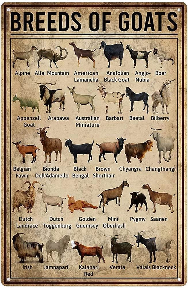 12×16 inch Breeds Of Goat Animal Farming Knowledge Metal Sign Vintage ...