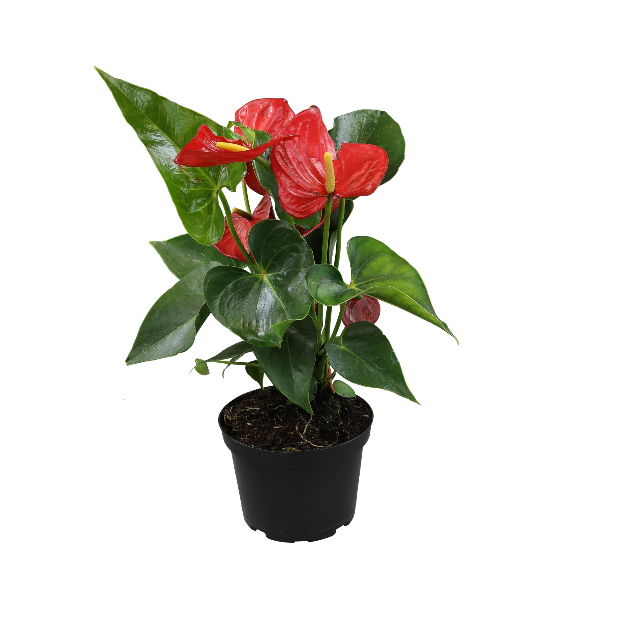 12-18" Flamingo Flower, Red Anthurium | Easy Houseplant | Filtered Sun ...