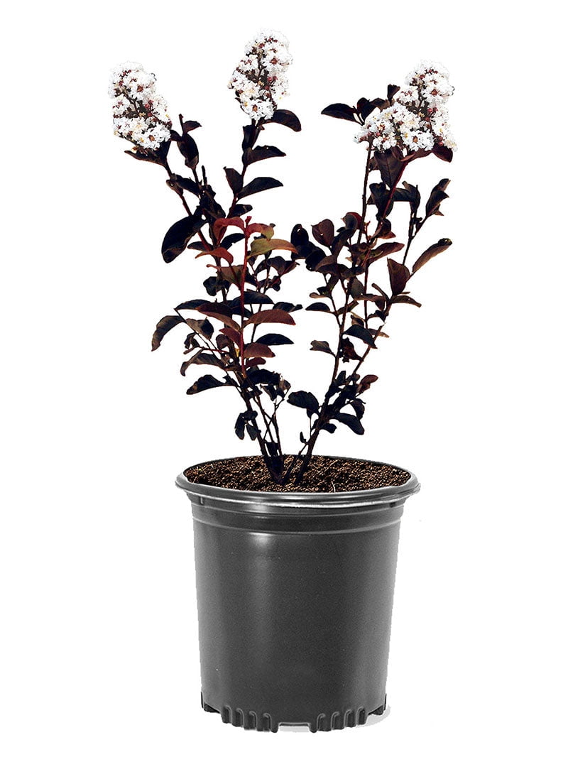 Black Diamond Blooms 12-18 in. tall Crystalline Crape Myrtle Live Tree ...