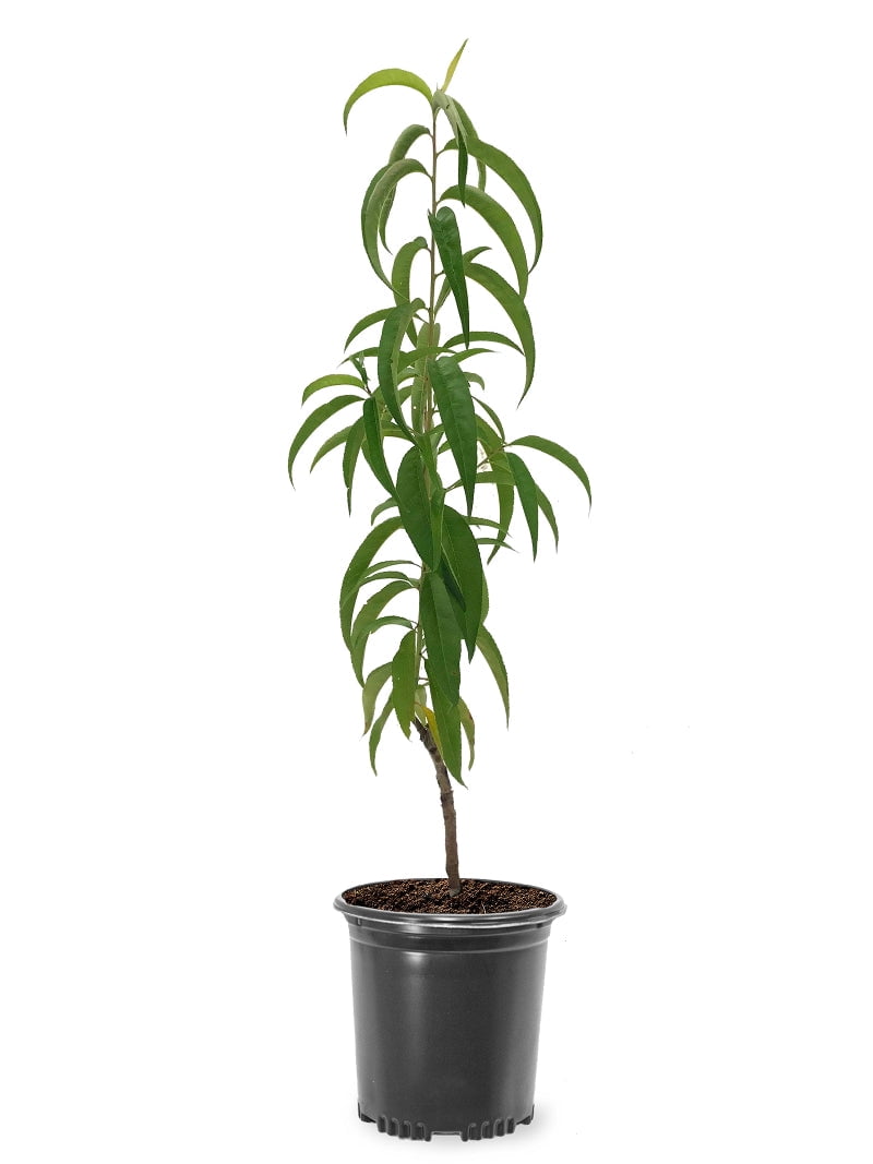 Expert Gardener 1- 1.5 ft tall Harvester Peach Live Tree in 1-Gallon ...