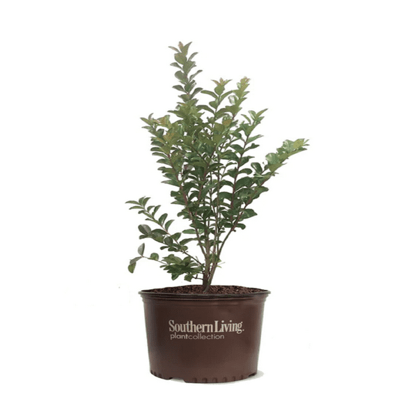 Southern Living 12-18 in. tall Miss Sandra Crape Myrtle Live Tree in 1 ...