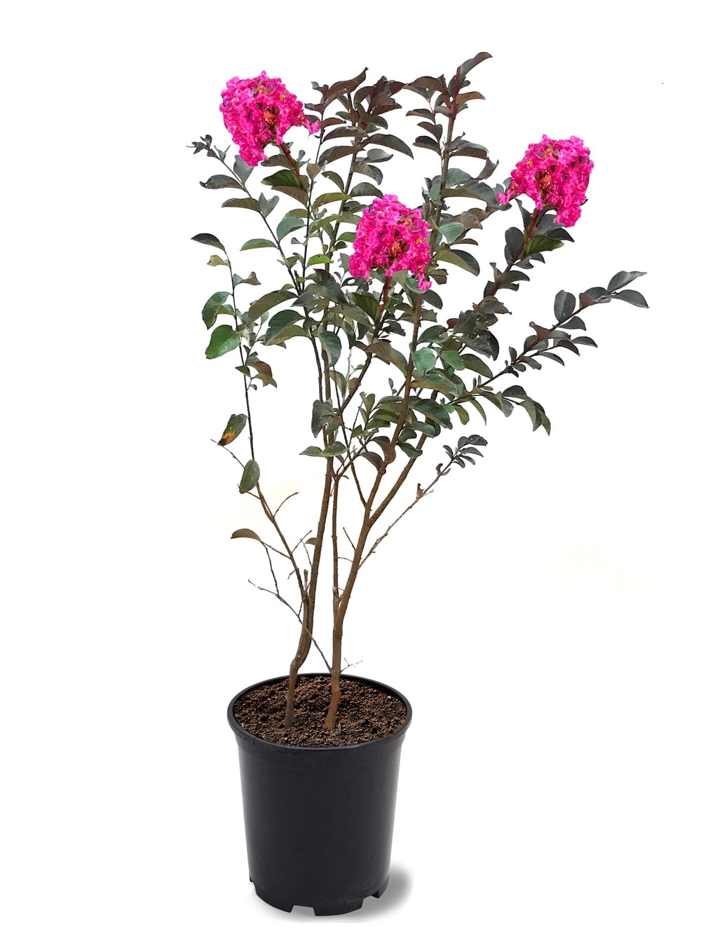 First Editions 1-1.5 ft tall Twilight Magic Crape Myrtle Live Tree in 1 ...