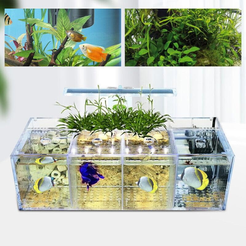 12.5 * 7 * 7cm Betta Fish Tank, Acrylic Aquarium Fish Breeding Box ...
