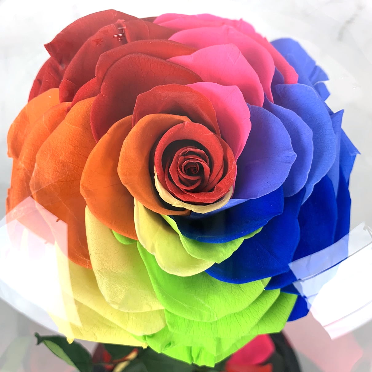 Real Rainbow Rose Garden