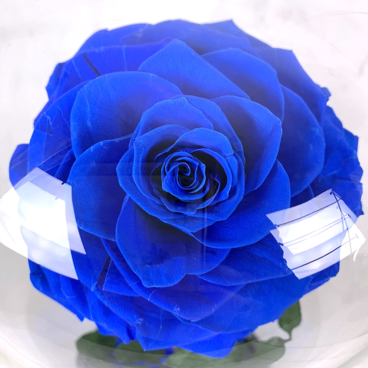 12.5" Enchante Real Preserved Forever Rose in Beauty and the Beast Dome ...
