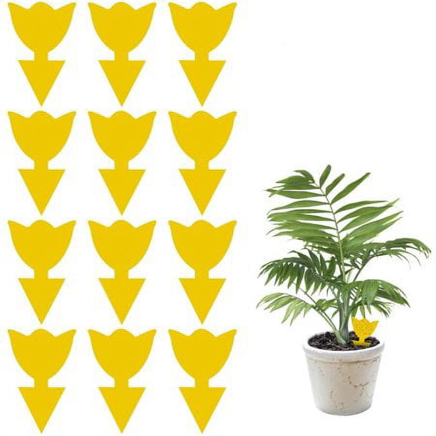 12-60pcs Plant Sticky Trap Fungus Gnat Traps Killer for Indoor and ...