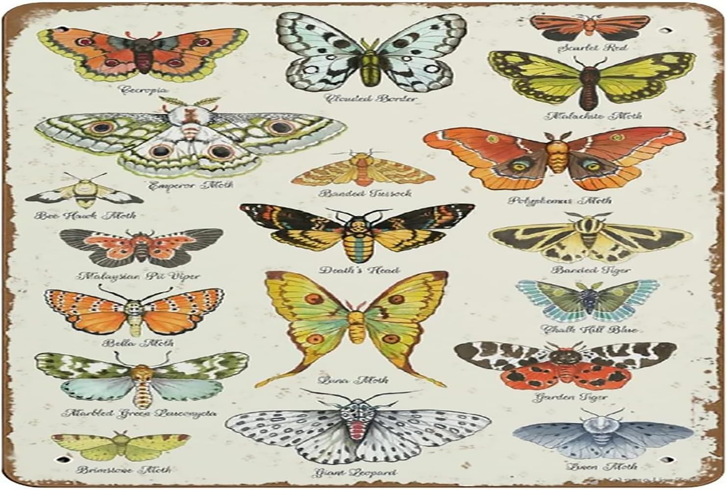 12×8 inch Moth Chart Metal Sign Butterfly Metal Sign Moth Poster Insect ...