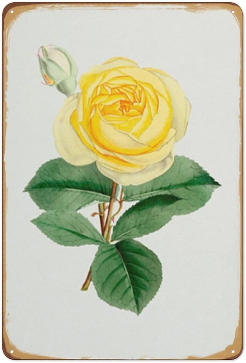 12×8 inch Primrose Wildflower,Antique Print,Curtis Botanical Magazine ...