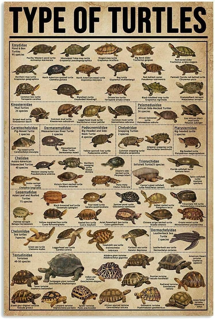 12×8 inch Types Of Turtles World Education Science Classroom Chart Tin ...