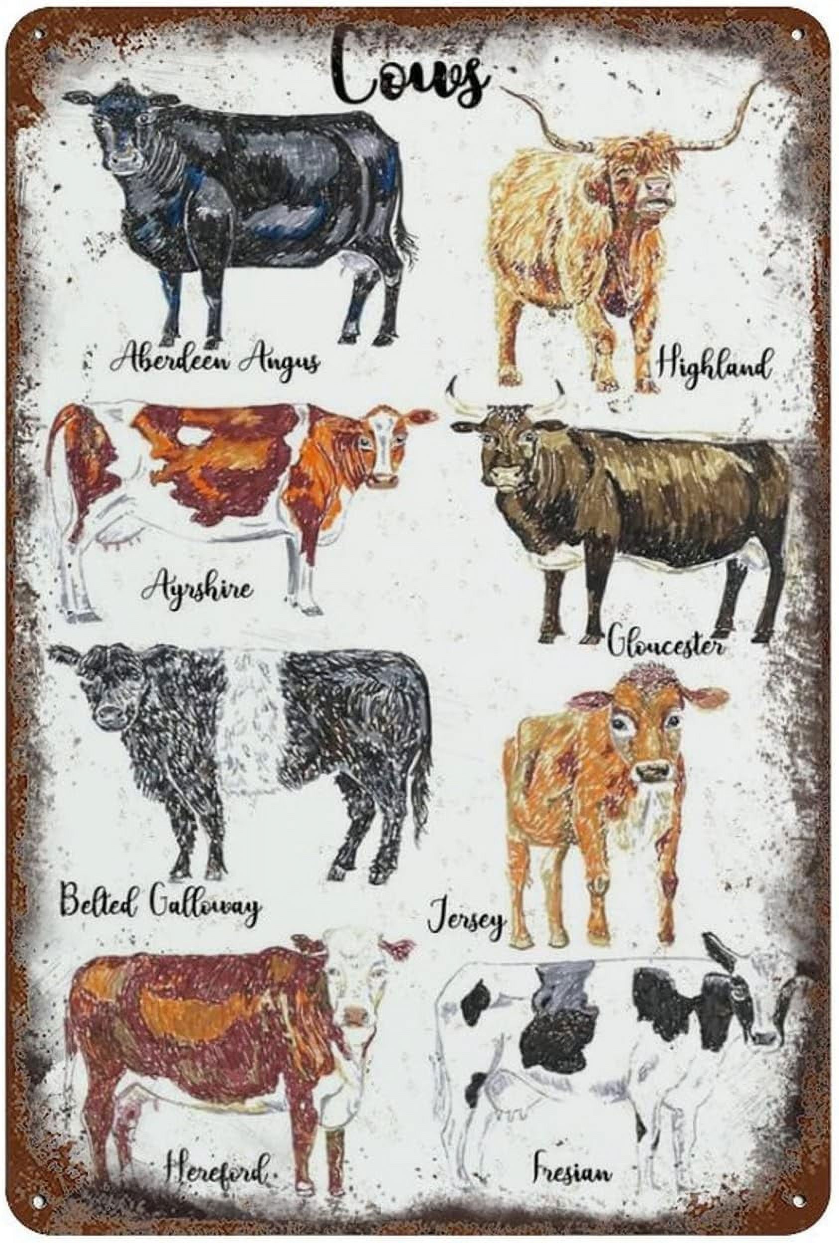 12×8 inch Vintage Metal Sign Letters Cow Breeds Print,Cow Print,Cow ...