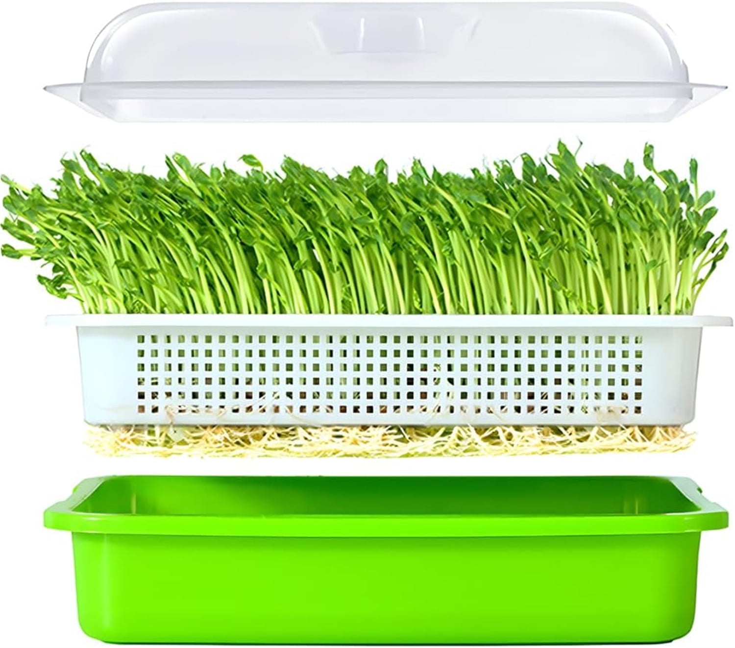 12.8x9.5x1.6 In Green Seed Sprouting Tray with Drain Holes,Microgreens ...