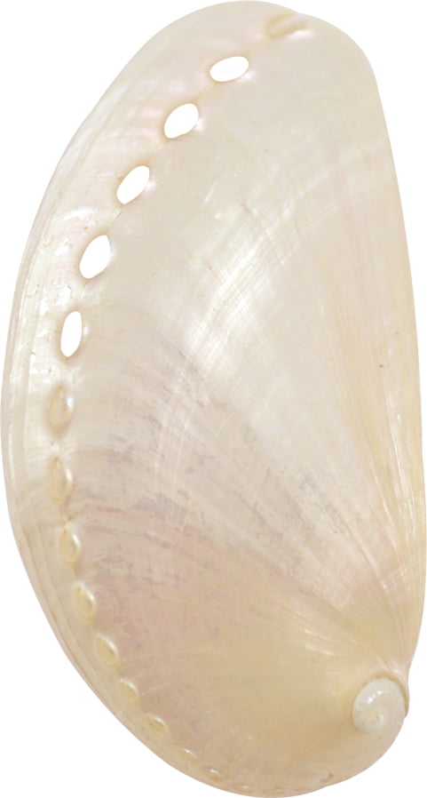 12 Abalone Pearled Shells 2.5-3" and Up (Set of 12) - Walmart.com