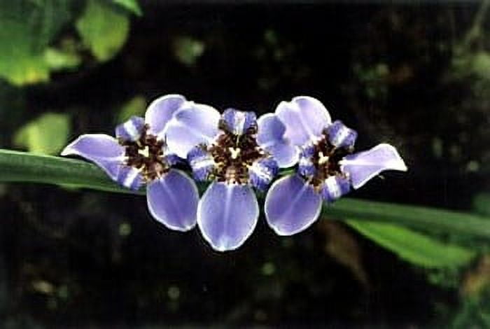 12 Apostles Plant - Neomarica - Indoors/Out - 4" Pot - Walmart.com