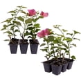 12 Barbara Karst Bougainvillea, Live Plants – Thriving in 2.5” Nursery ...