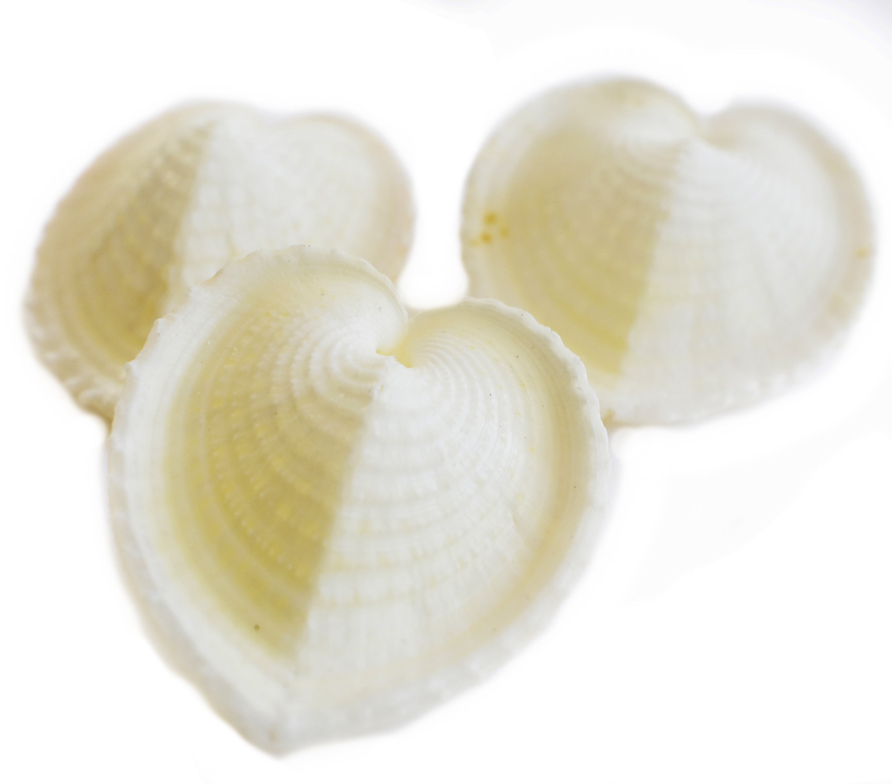12 Beautiful Small White True Heart Cockle Shells (1" - 1 1/2") Beach ...