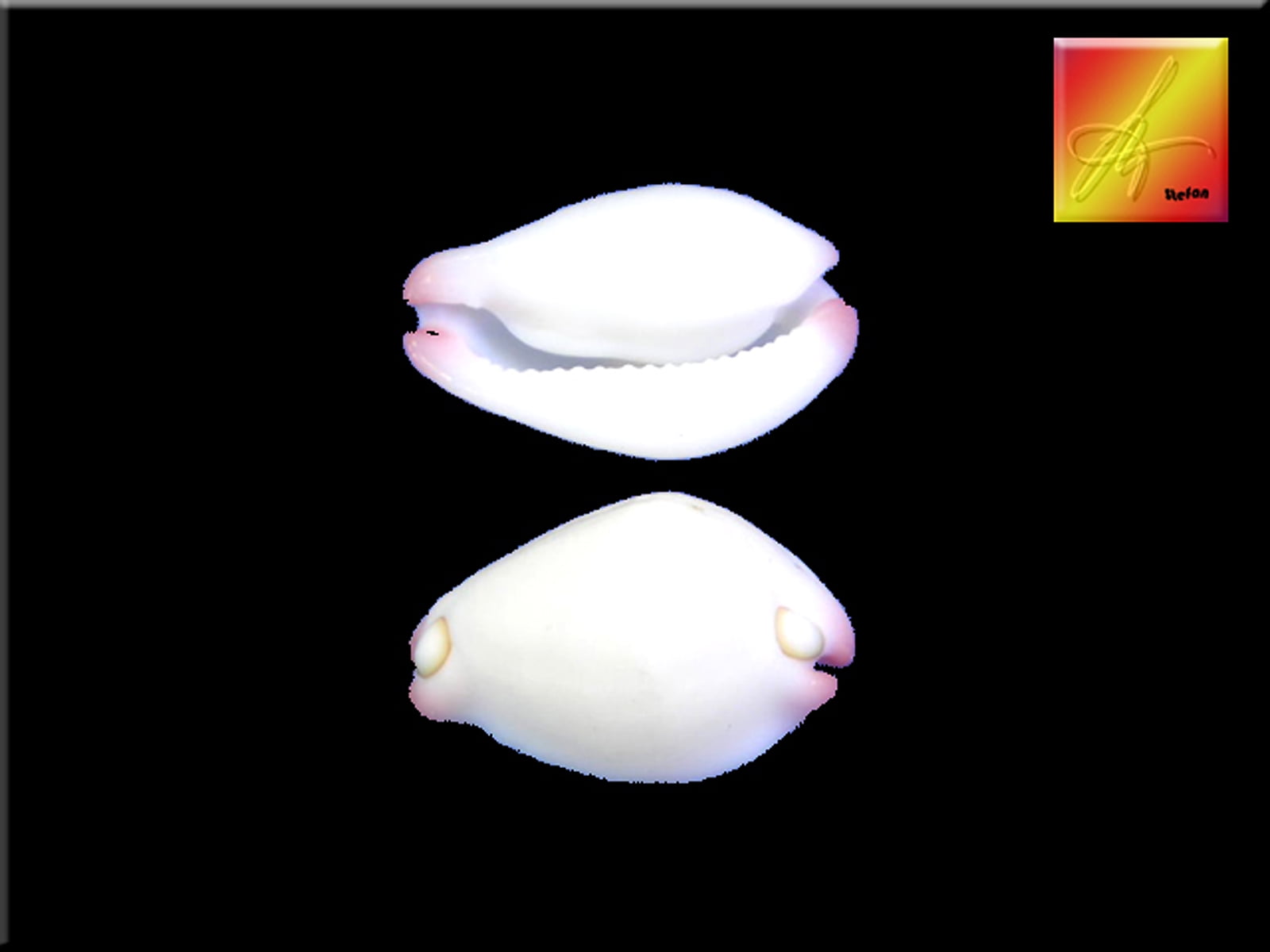 12 Beautiful White & Purple Wart Cowries (Vericosus Calprunis) 3/4"-1 ...