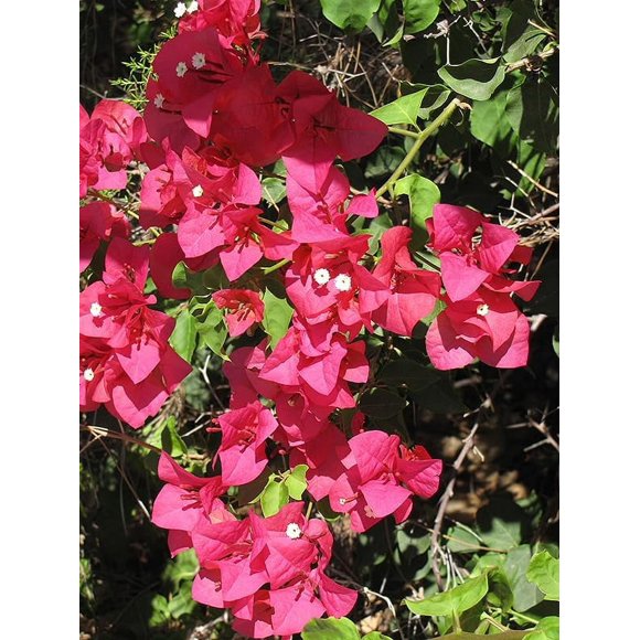 Barbara Karst Bougainvillea