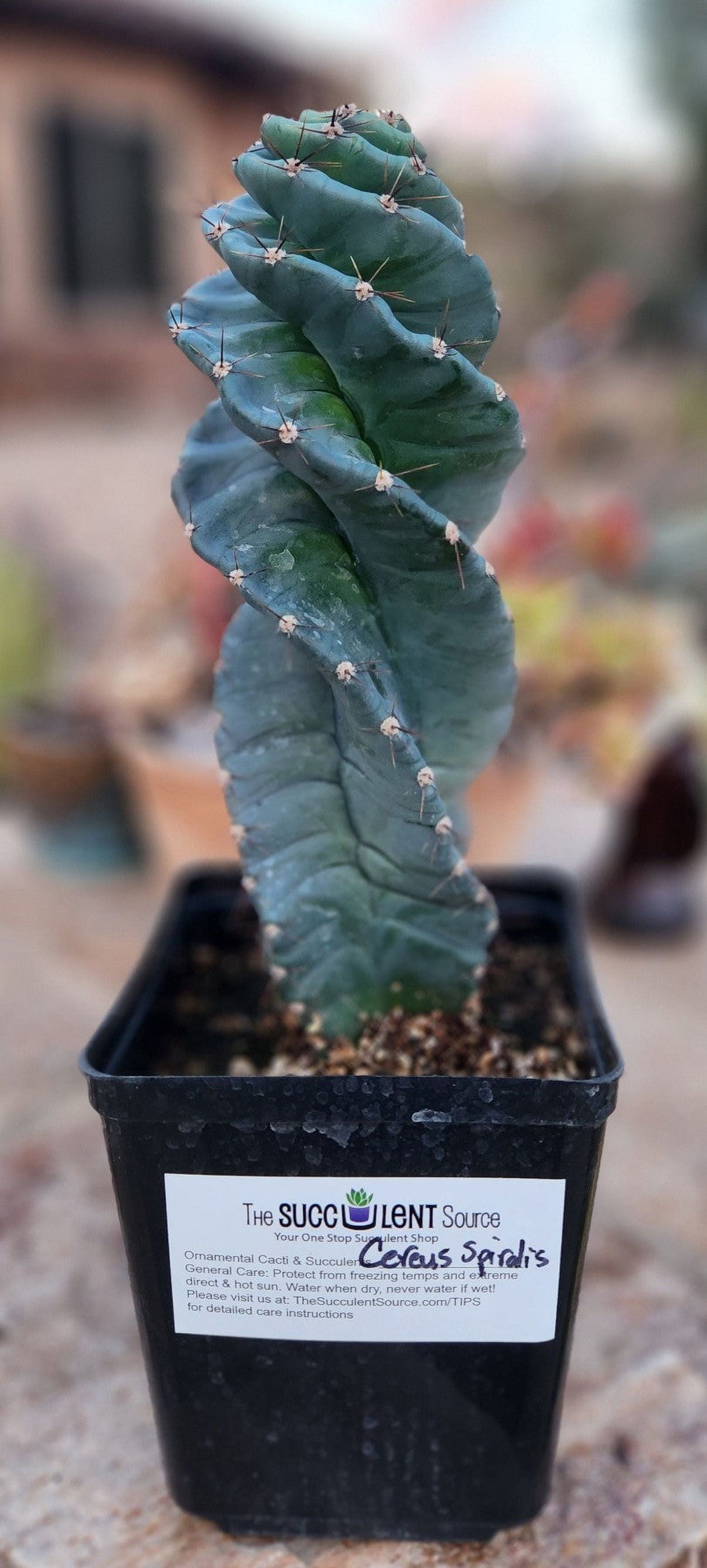 12" Cereus Spiralis aka Spiral Cactus, Tornado Cactus, Twist Cactus aka ...
