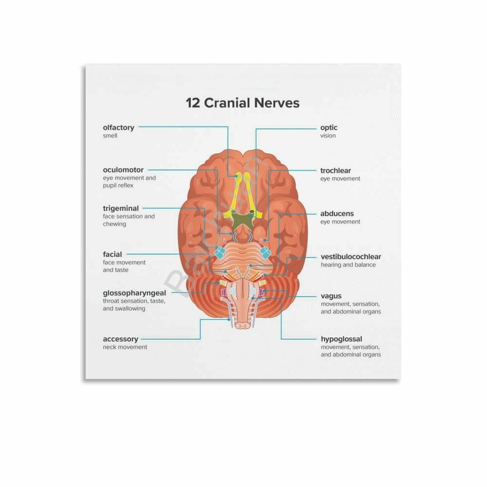 12 Cranial Nerves Poster Nursing Cheat Sheet Canvas Painting Wall Art ...