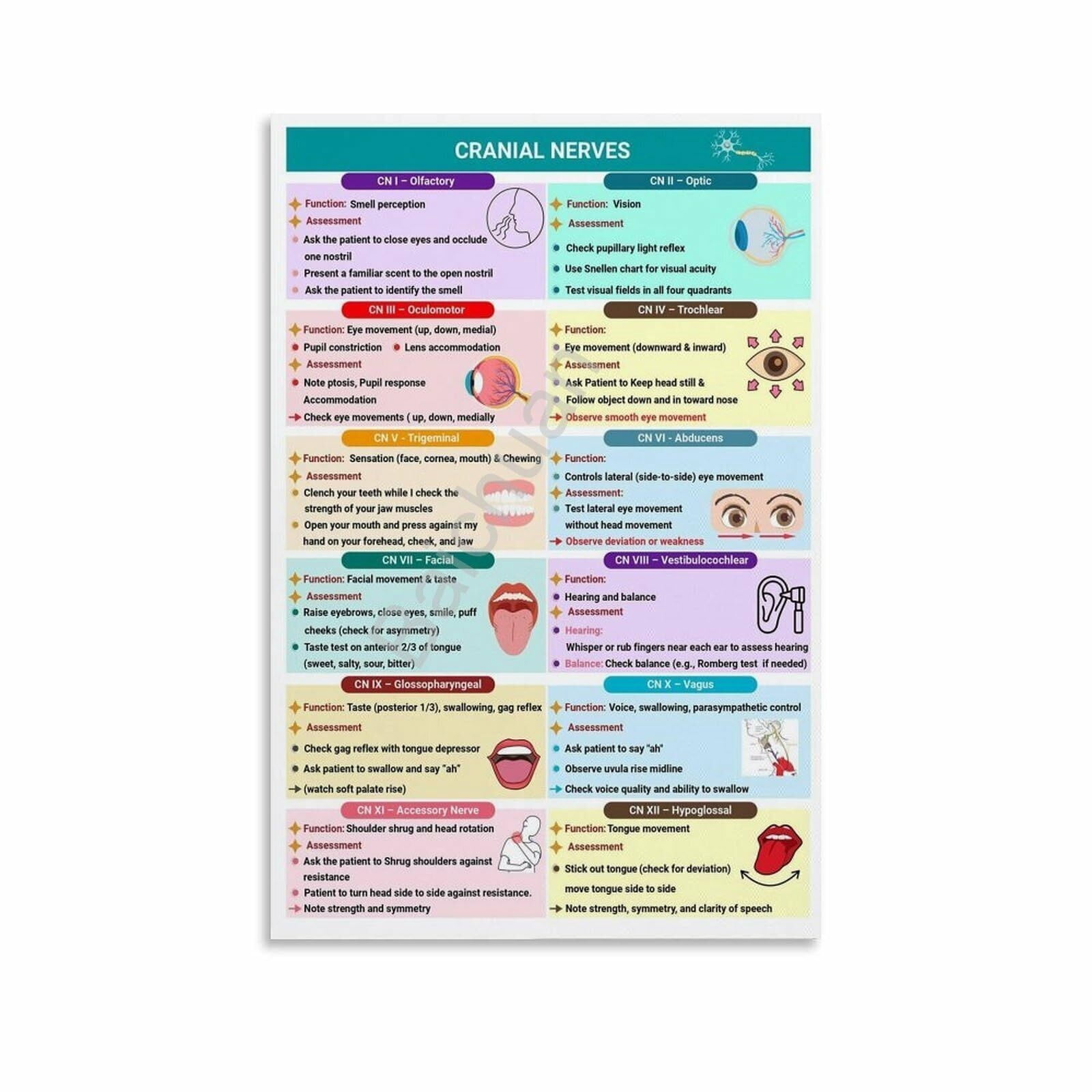 12 Cranial Nerves Poster Nursing Cheat Sheet Canvas Painting Wall Art ...