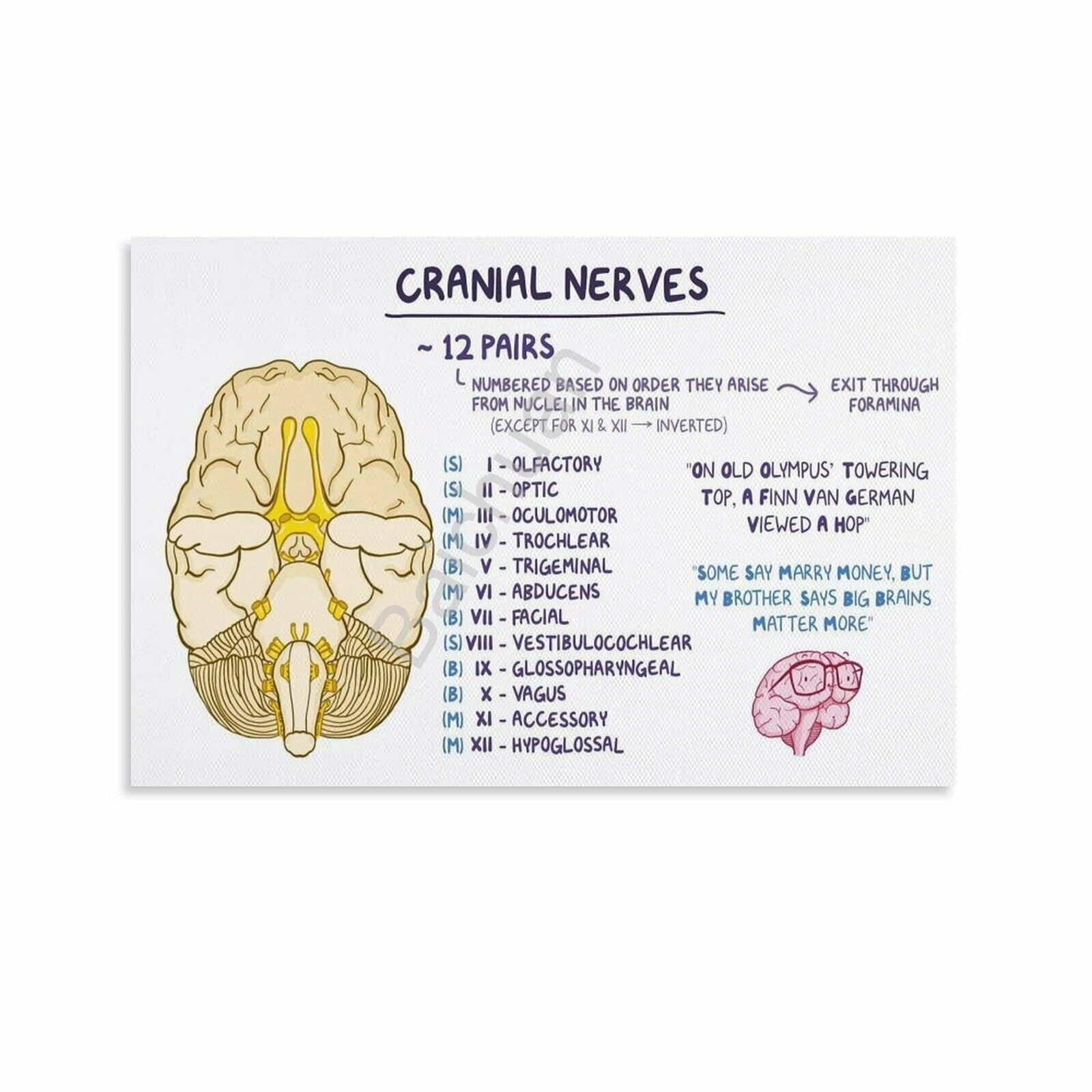 12 Cranial Nerves Poster Nursing Cheat Sheet Canvas Painting Wall Art ...