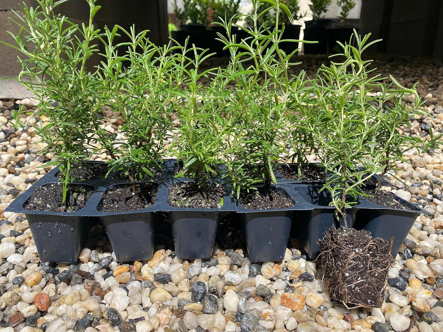 CitronellaKing 12 Creeping Rosemary Plants, Rosmarinus Officinalis ...