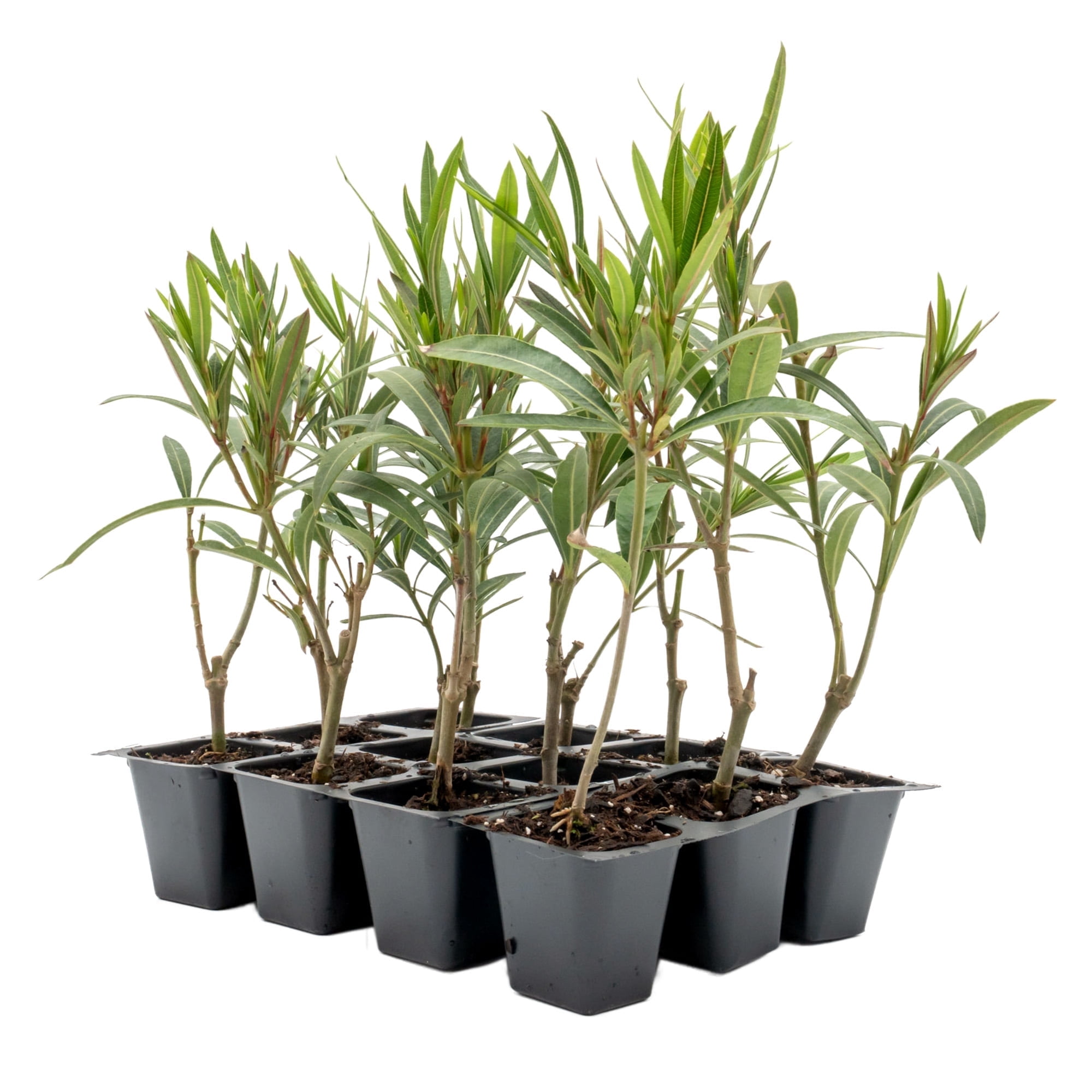 12 Dwarf Red Oleander Shrubs Live Plants in 2.5-inch Nursery Cubes ...