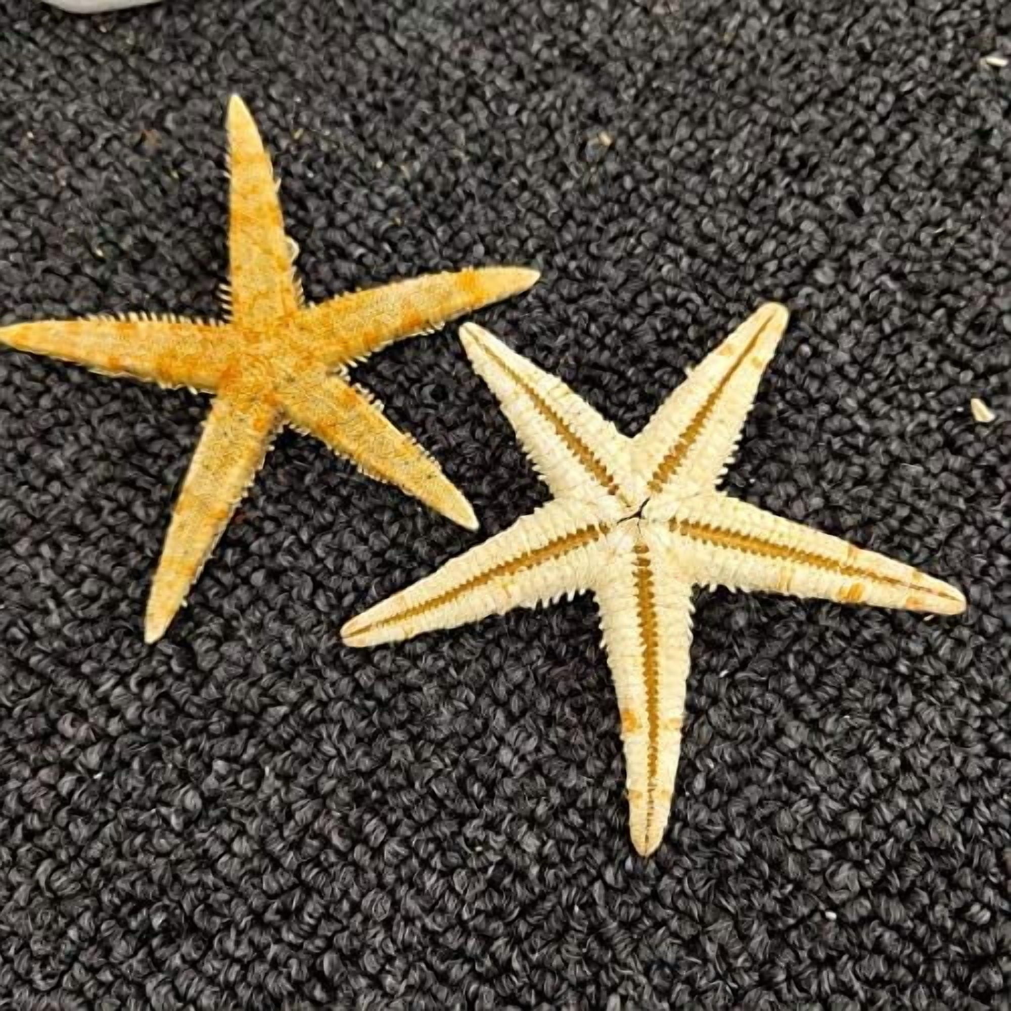 12 Extra Large Size Starfish - Tan Flat Sea Stars (3.3" - 4.3" / 85-110 ...