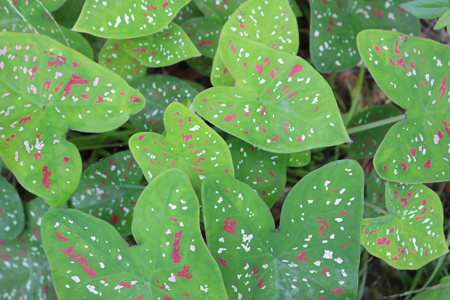 12 Galaxy Caladium Bulbs for Planting - Perennial Hosta, Elephant Ears ...