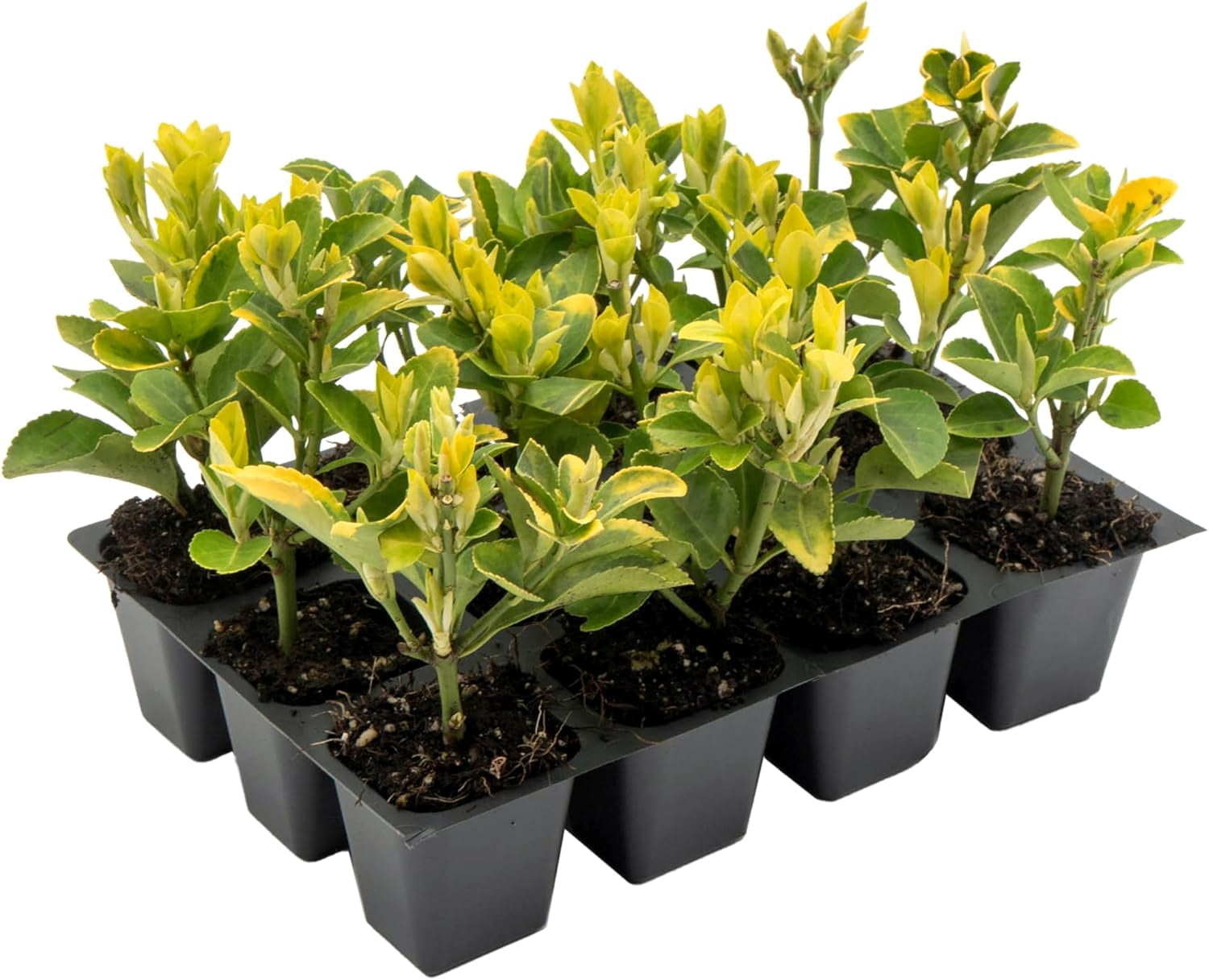 12 Golden Euonymus Shrubs | Live Plants in 2.5-inch Nursery Cubes ...