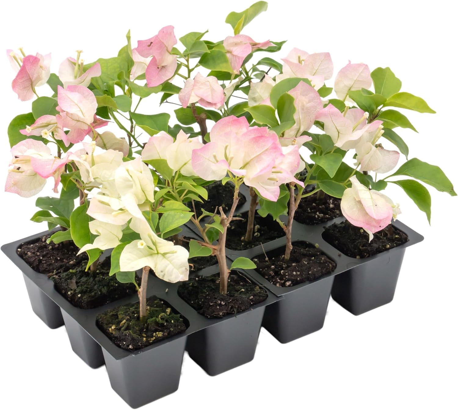 12 Imperial Thai Delight Bougainvillea | Live Plants in 2.5-inch ...