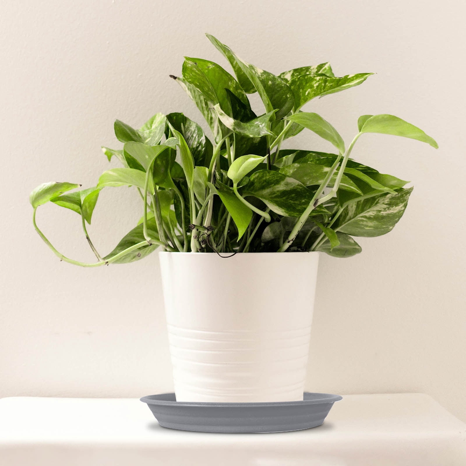 Heavy Duty Saucer Tray, 12 inch Diameter Resin Pot Base for Indoor ...