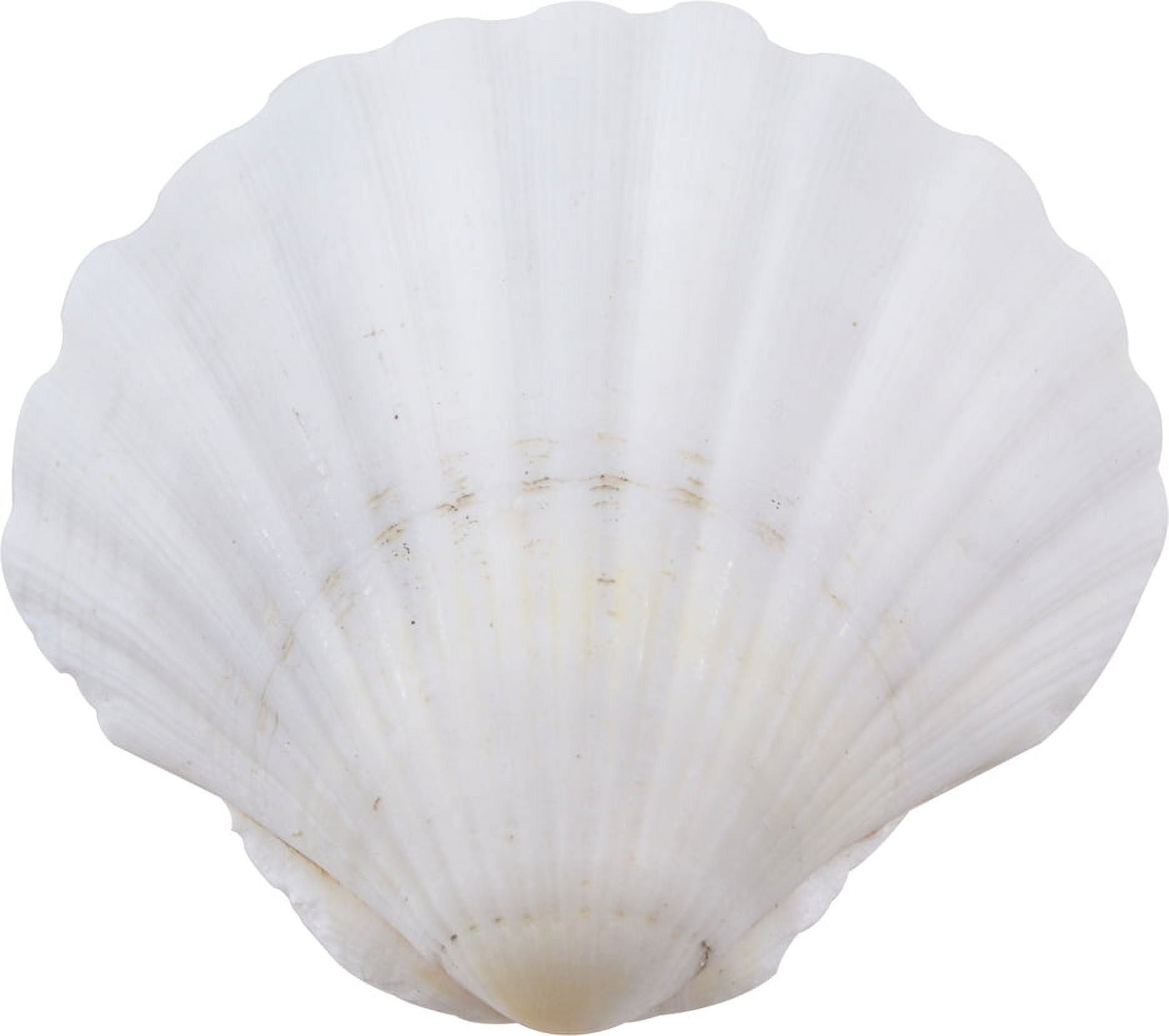 12 Irish Deep Shells 3.5-4" (Set of 12) - Walmart.com