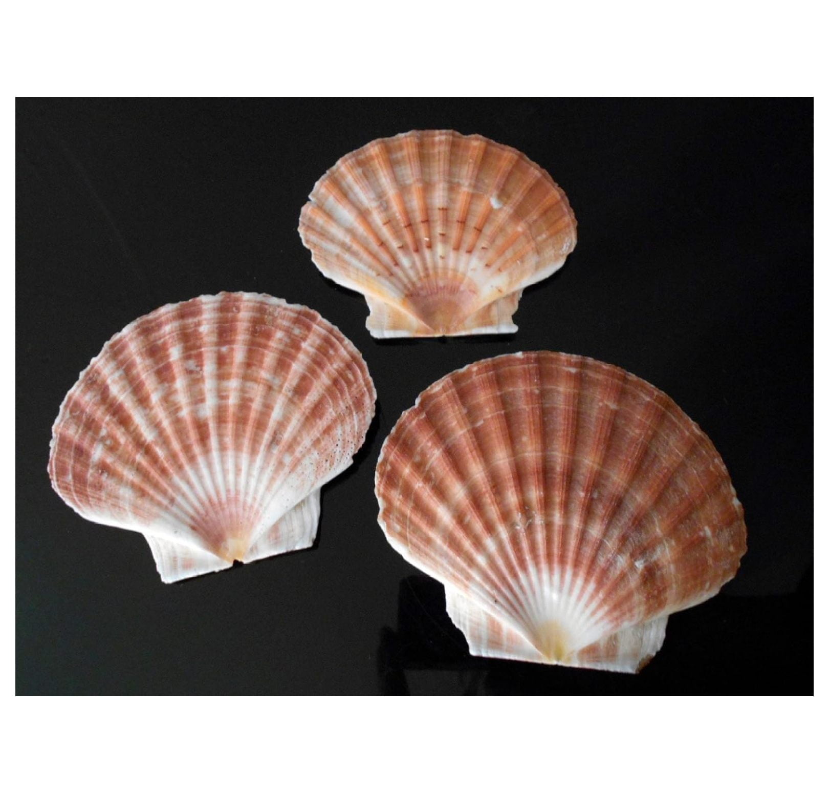 12 Irish Flat Scallops Shells Seashells 4"- 4 1/2" Crafts Beach Cottage ...