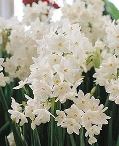 12 Large Ziva Paperwhite Daffodil Flower Bulbs - Walmart.com