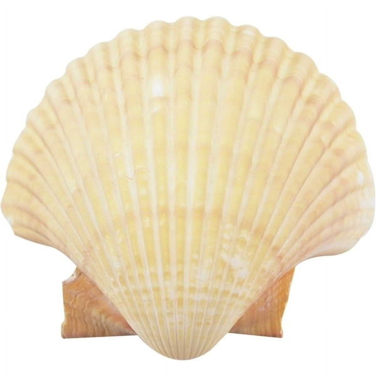 12 Mexican Deep Scallop Shells 3-3.5" (Set of 12) - Walmart.com