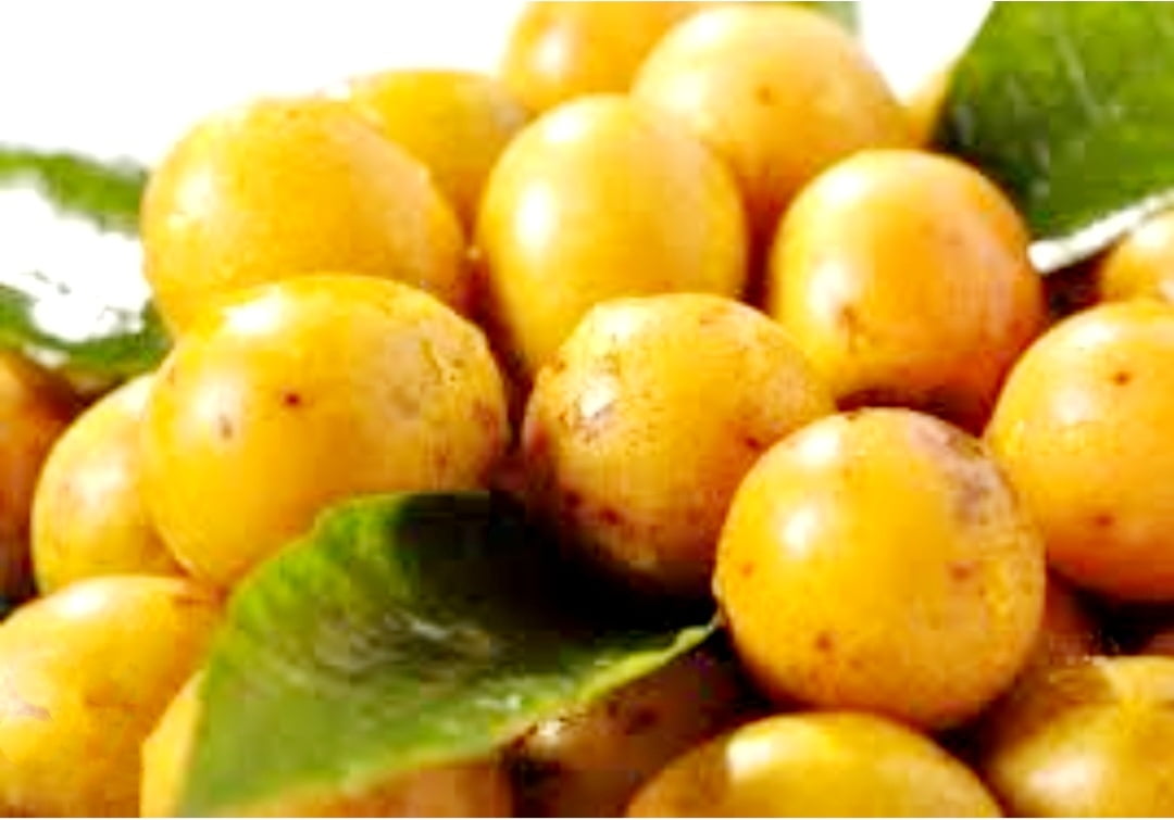 12 Nepali Hog Plum Seeds Choerospondias axillaris Axillary Southern ...