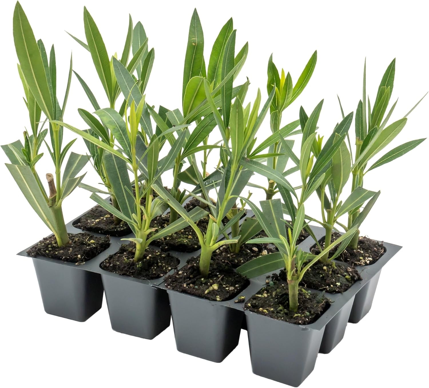 "Nerium Red Oleander, 12 Live, Thriving in 2.5"" Nursery Cubes, Jannoch ...