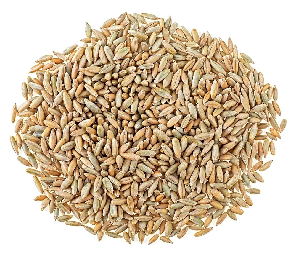 12 Ounces Winter Rye Seeds for Planting - Walmart.com